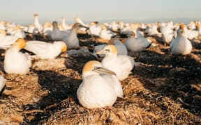 Kākā numbers skyrocket in annual Landsborough Valley bird count | RNZ News