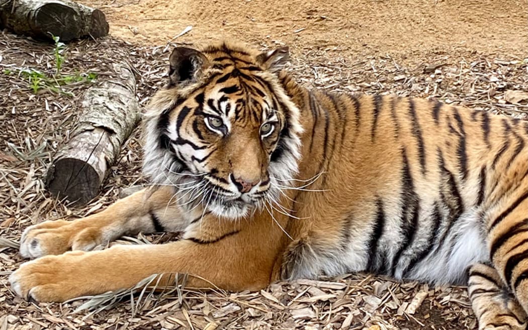 Sumatran tiger Mencari dies at Hamilton Zoo aged 23 | RNZ News