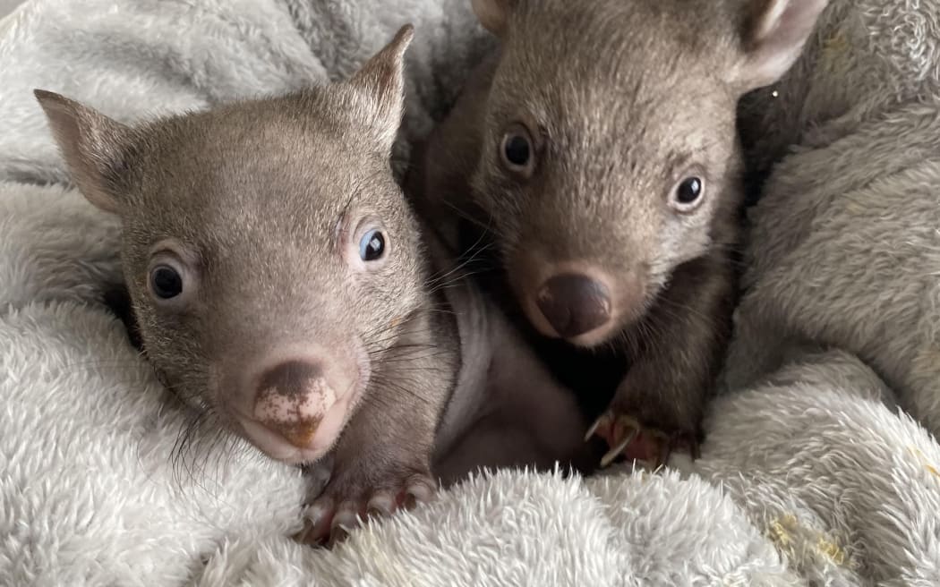 Nights with Karyn Hay for Wednesday 16 November 2022 Nights with Karyn Hay | RNZ