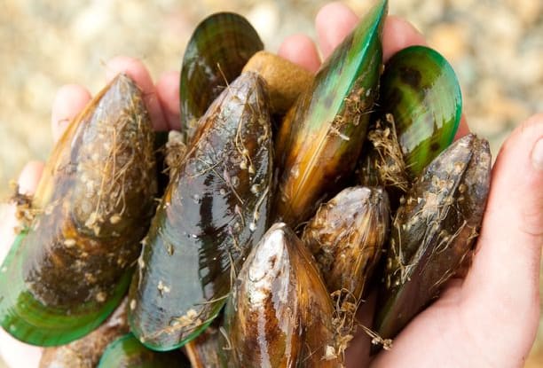 World's largest greenshell mussel hatchery | RNZ News