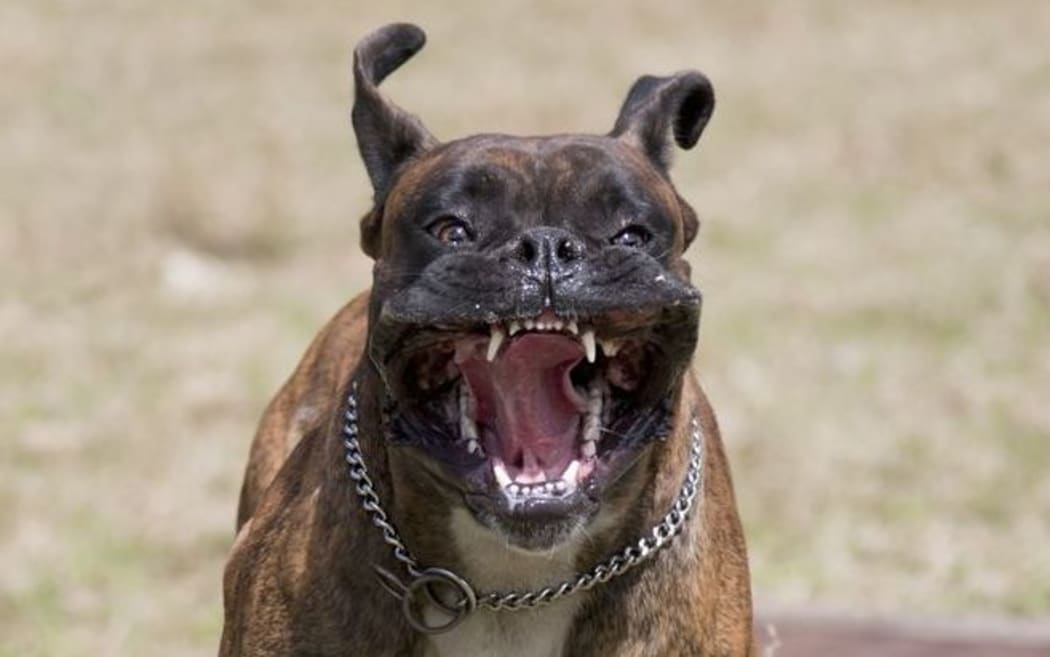 All dangerous dogs to be neutered under new law | RNZ News