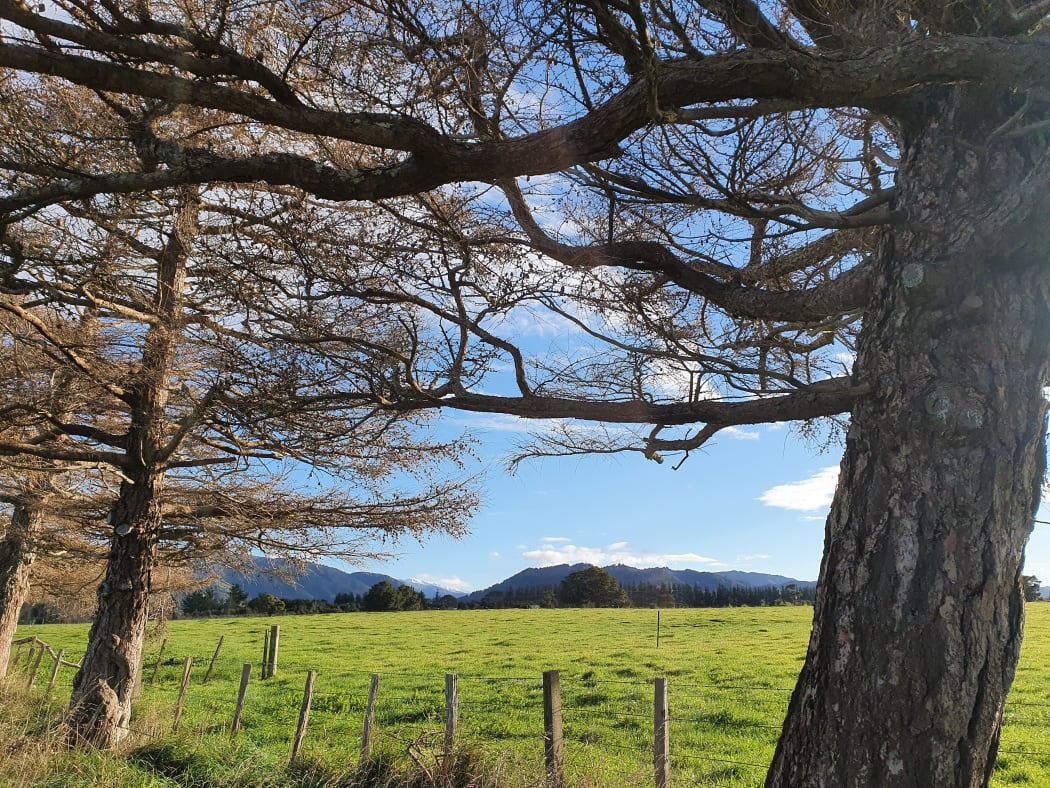 On the Farm - a wrap of farming conditions around NZ | RNZ