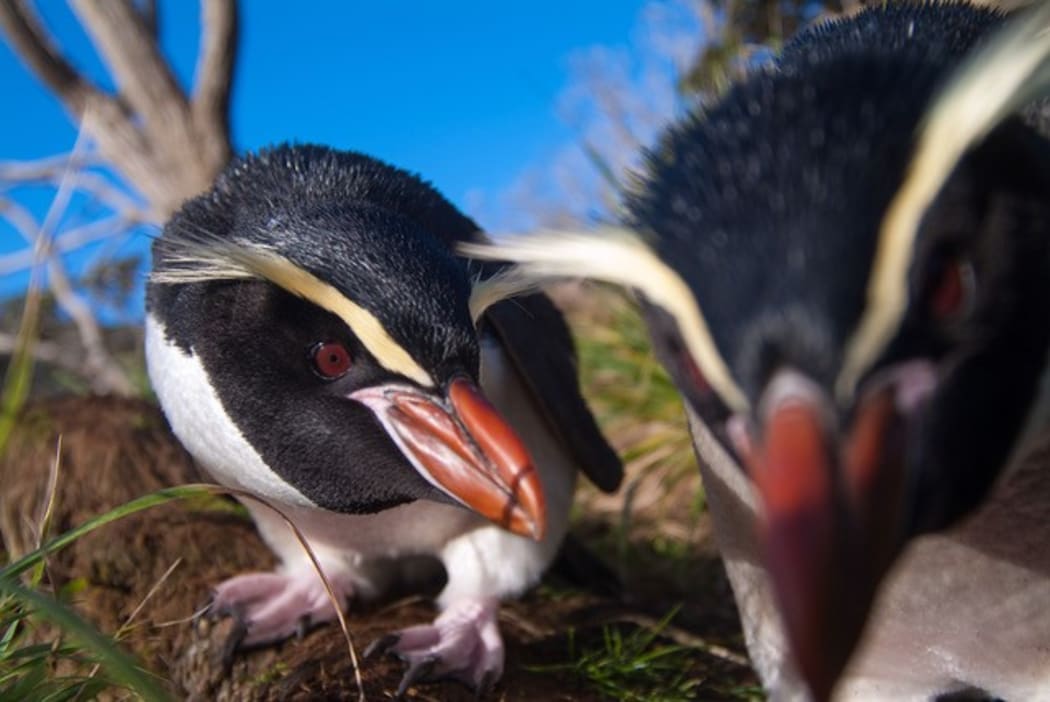 Extinct Chatham Penguin species identified in study | RNZ News