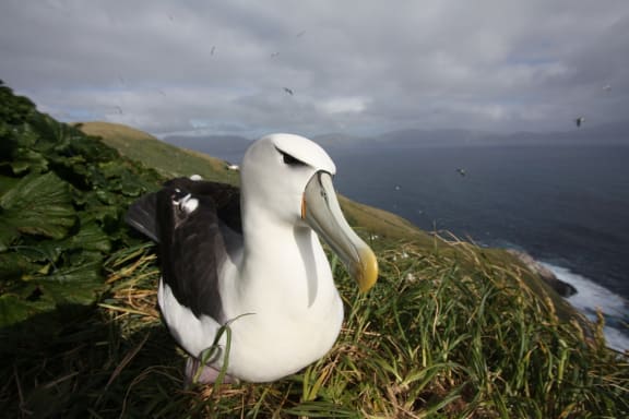 Cam Speedy - The link between seabirds and the land | RNZ
