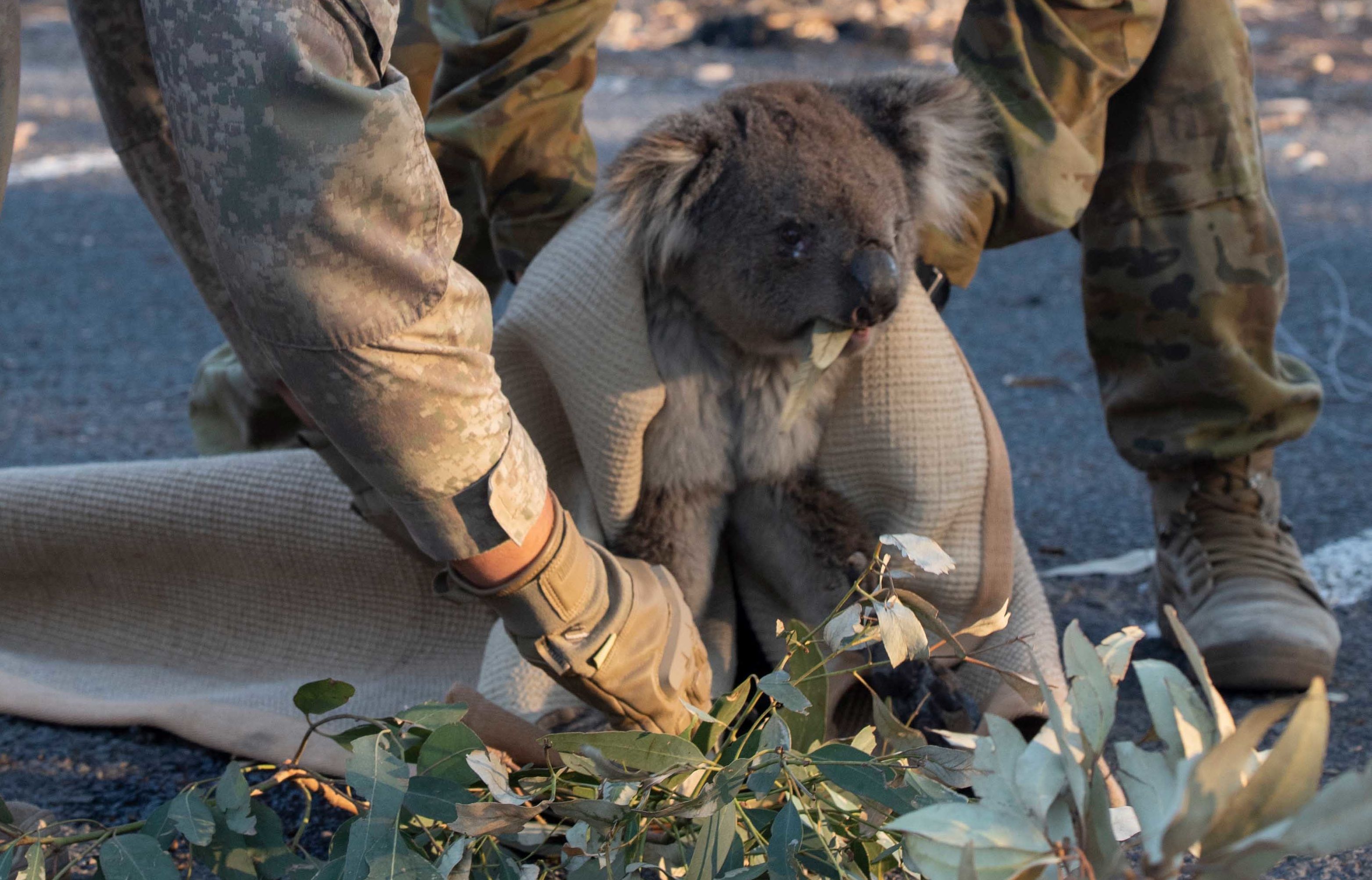 Why Australia probably doesn't need more koala mittens | RNZ News