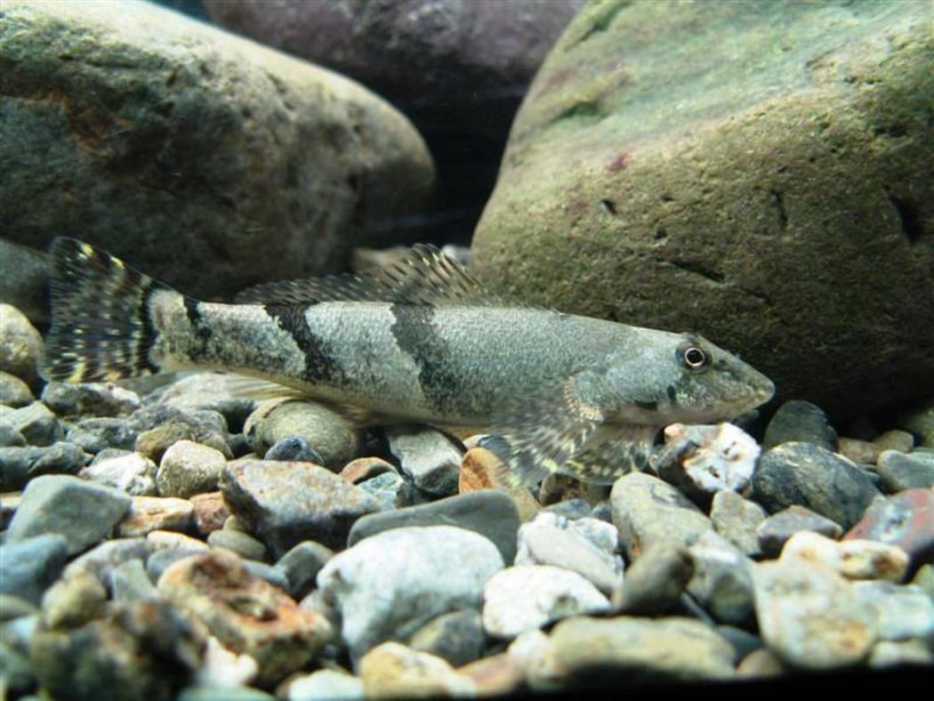 Nights with Karyn Hay for Monday 14 August 2017 Nights with Karyn Hay | RNZ