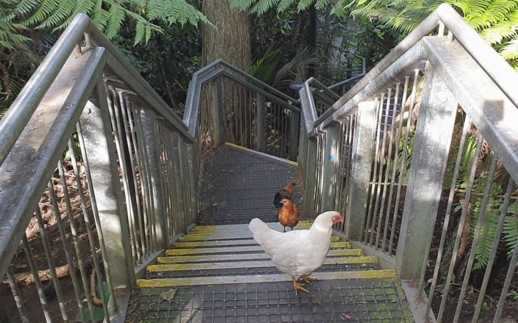 Titirangi's rogue chickens: 'They're cute, but there are just too many ...