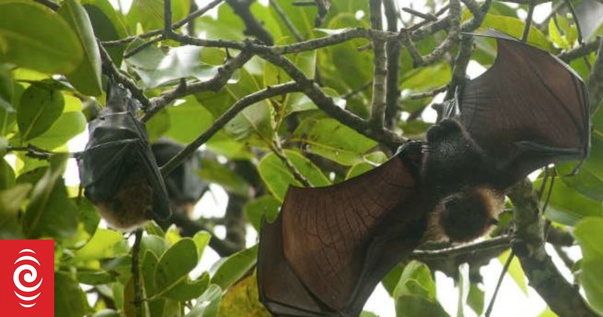 US coin to feature American Samoa fruit bat | RNZ News