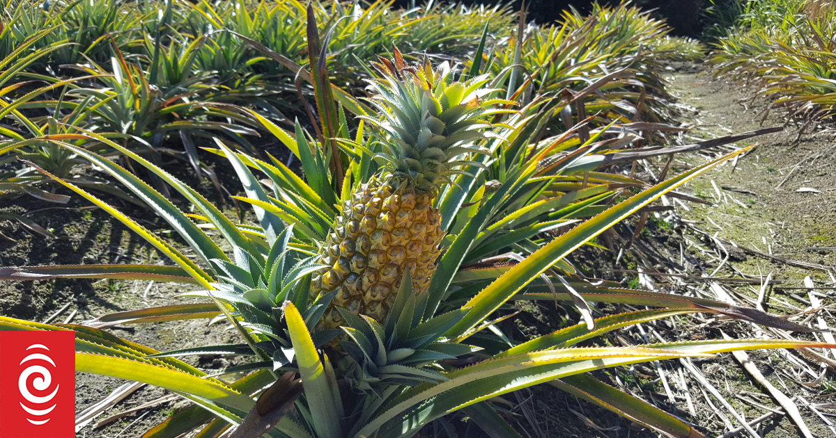 Fruit and Vege Report with Glenn Forsyth | RNZ