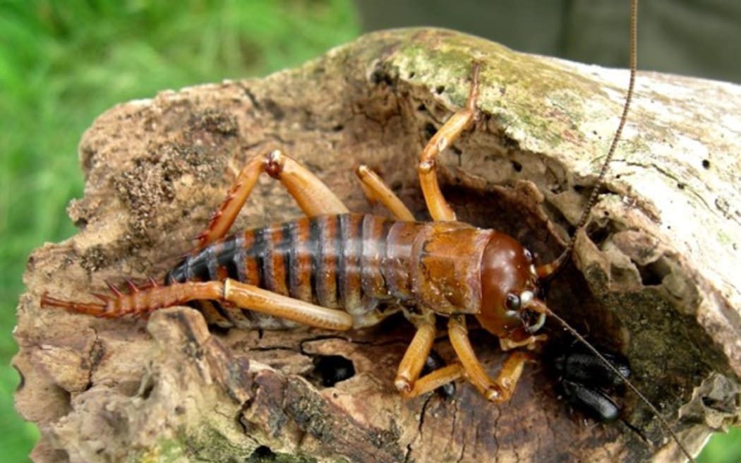 Critter of the Week: Banks Peninsula tree weta | RNZ