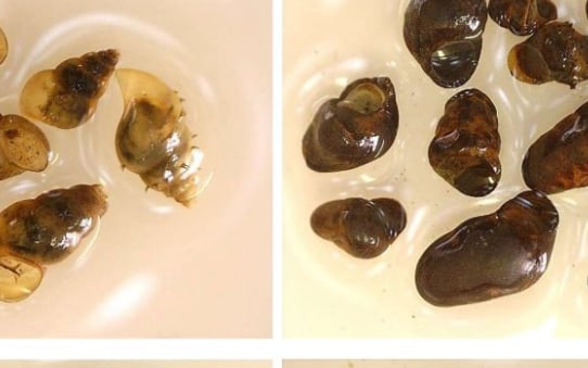 Deformed snails highlight leaky landfill concerns | RNZ News