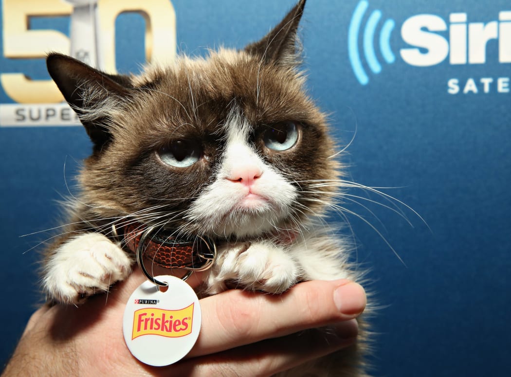Grumpy Cat wins $971k payout in copyright lawsuit | RNZ News