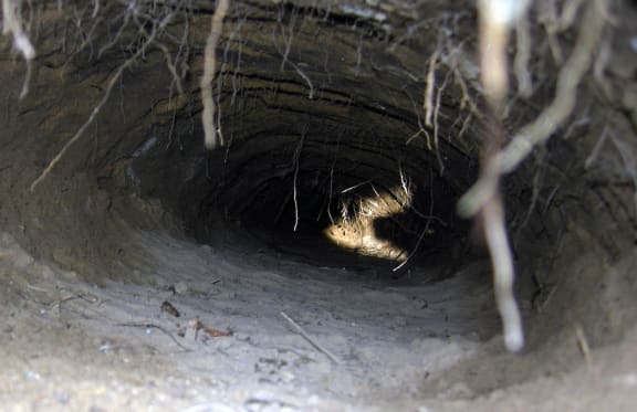 The Evolution Underground: Burrows, Bunkers and the Marvelous ...