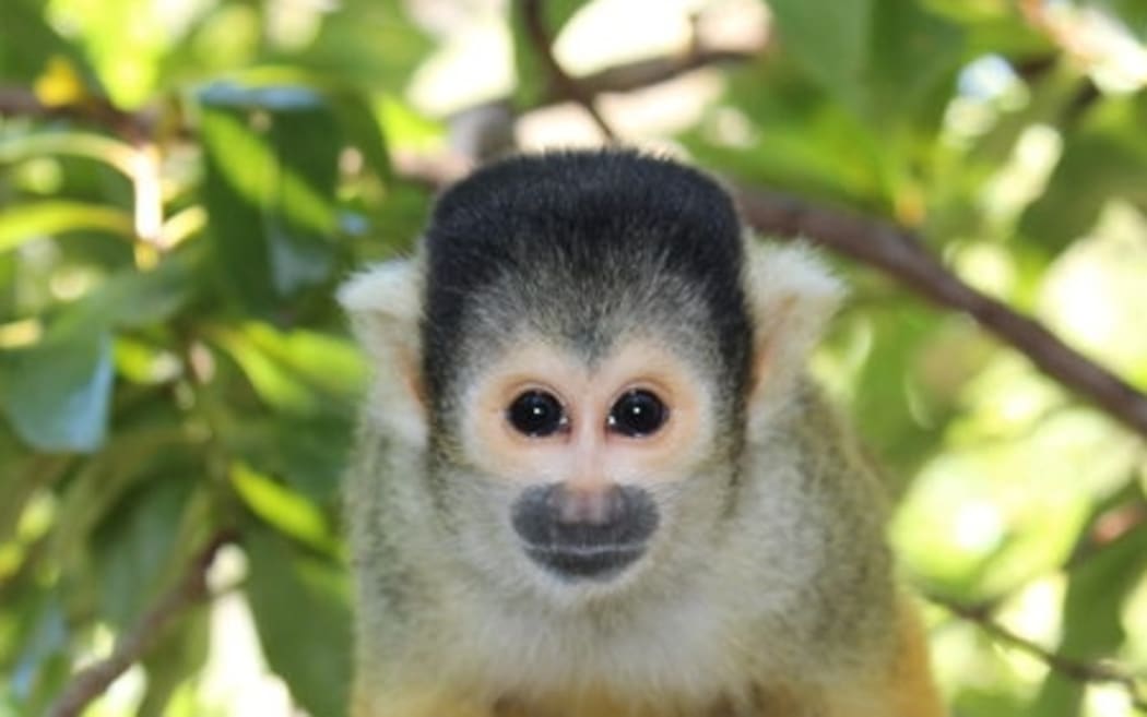 Zoo break-in 'odd' no illegal monkey market in NZ - WWF | RNZ News