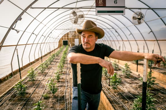 Jim Belushi on campaigning for and cultivating cannabis | RNZ