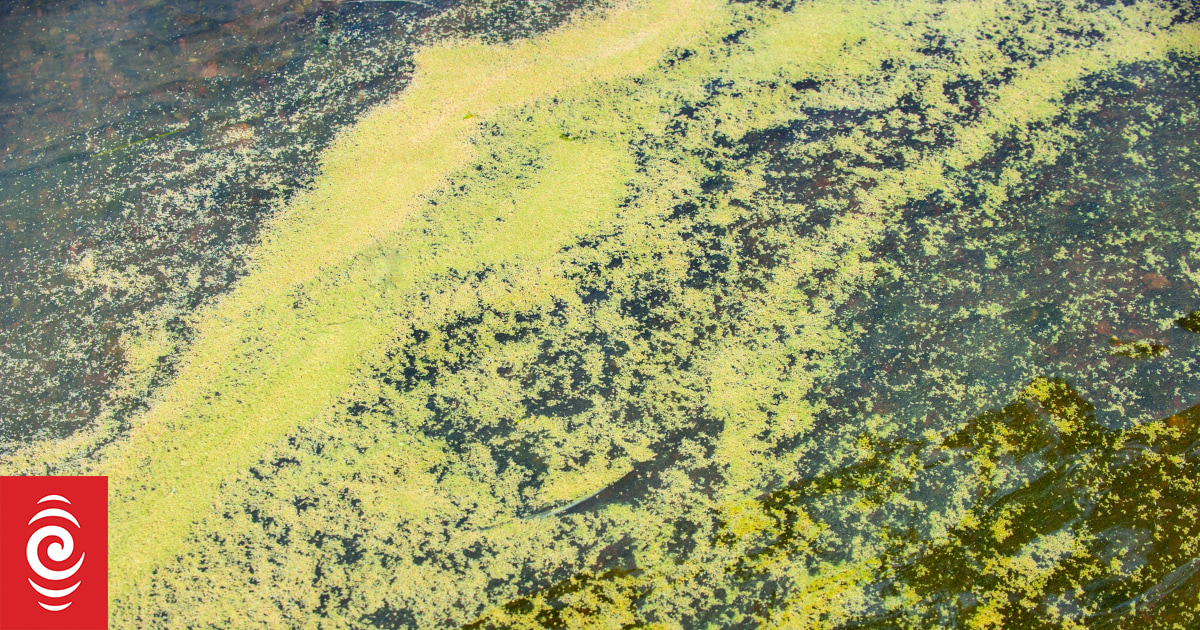 Severe toxic algae alert for Waipoua River | RNZ News