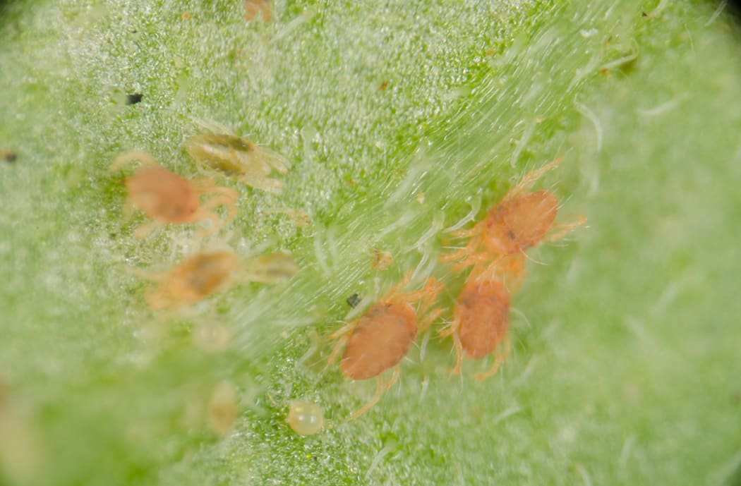 Tomato red spider mite pest discovered in New Zealand for first time ...
