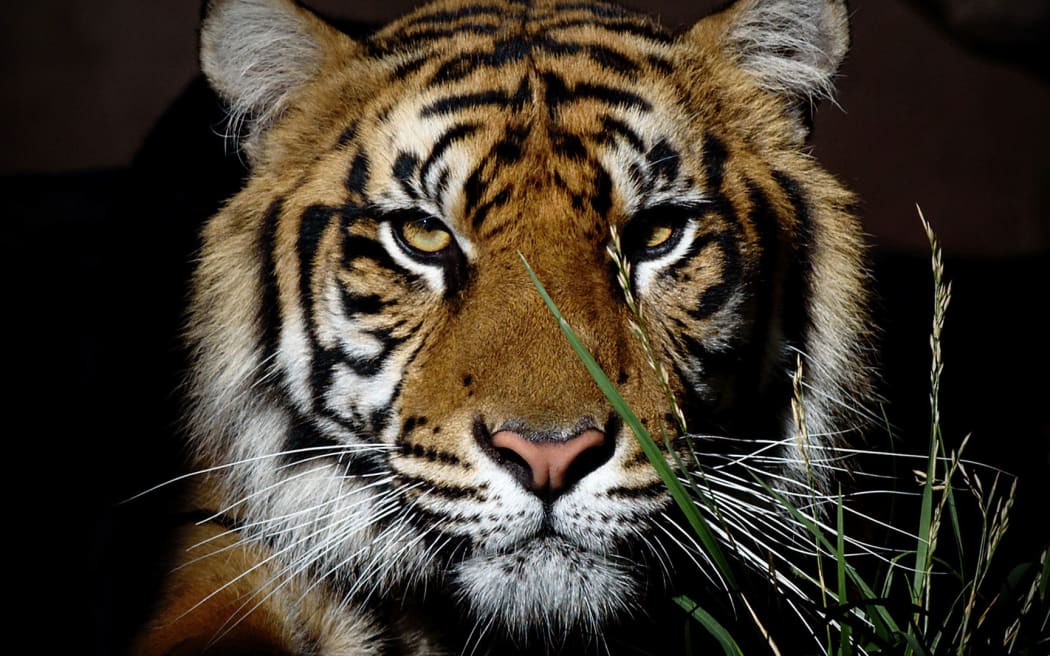 Auckland Zoo welcomes two more Sumatran tigers | RNZ News