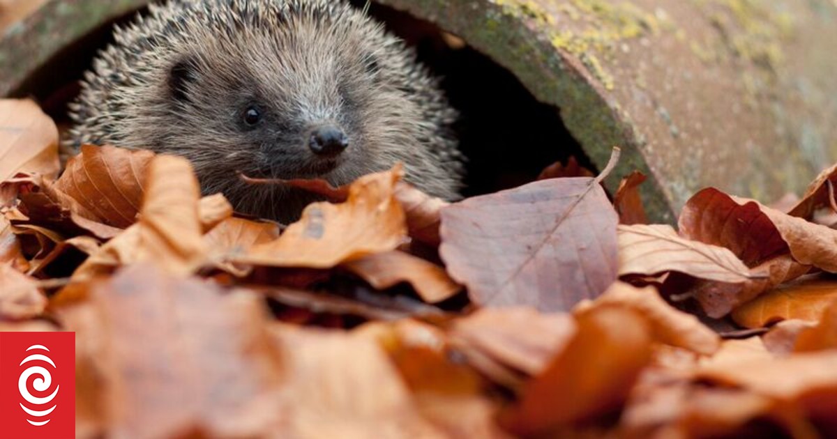Ipswich's Hedgehog officer - Ali North | RNZ