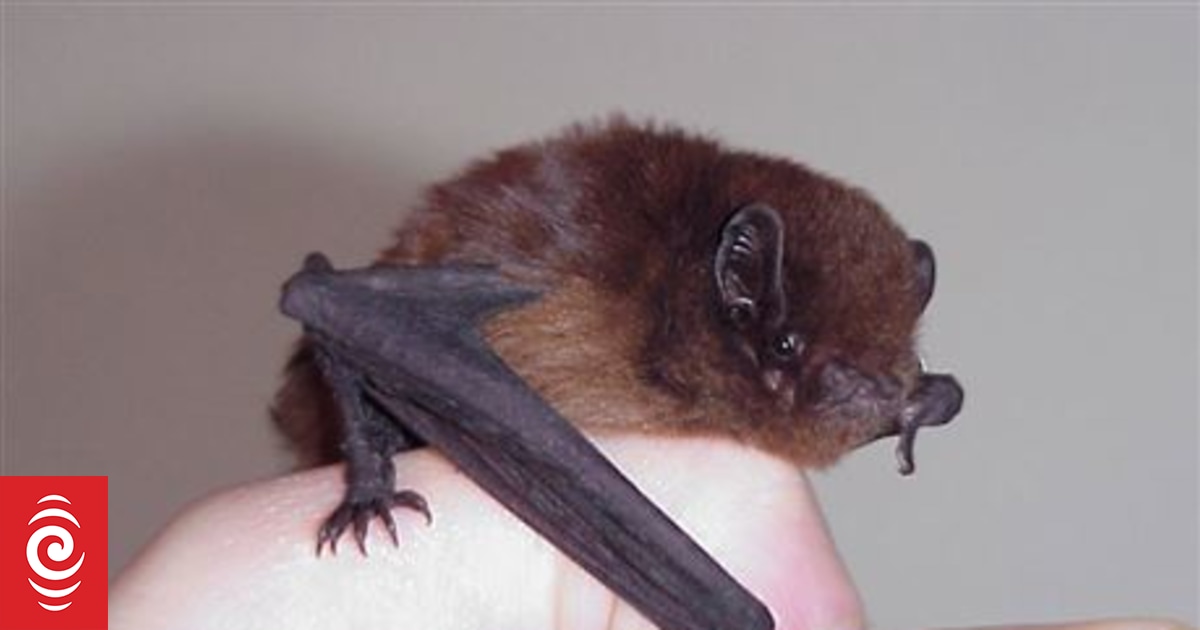 Raising awareness of pekapeka's plight | RNZ