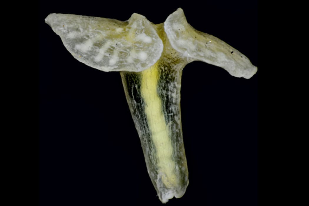 Meet the world's top 10 new species | RNZ News