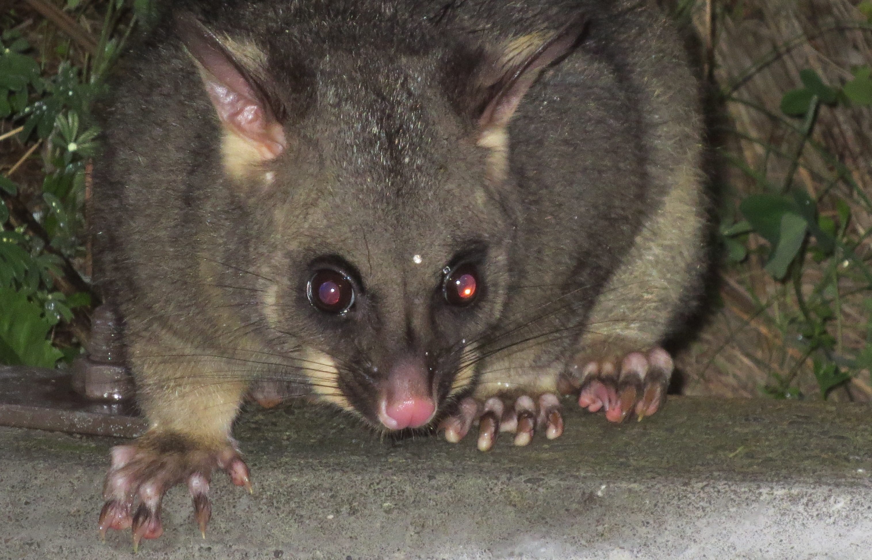 Pests use farm fences as 'highways' to reinvade native forests | RNZ News