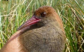 Critter of the Week | RNZ
