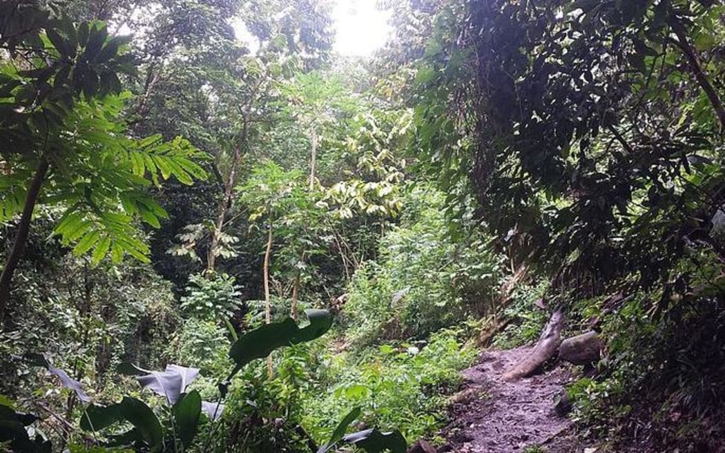 Rare Samoan alpine tree may be extinct | RNZ News