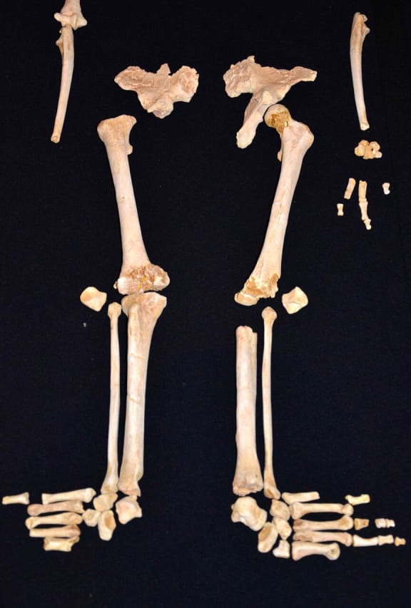 The investigations into the diminutive early human Homo floresiensis ...