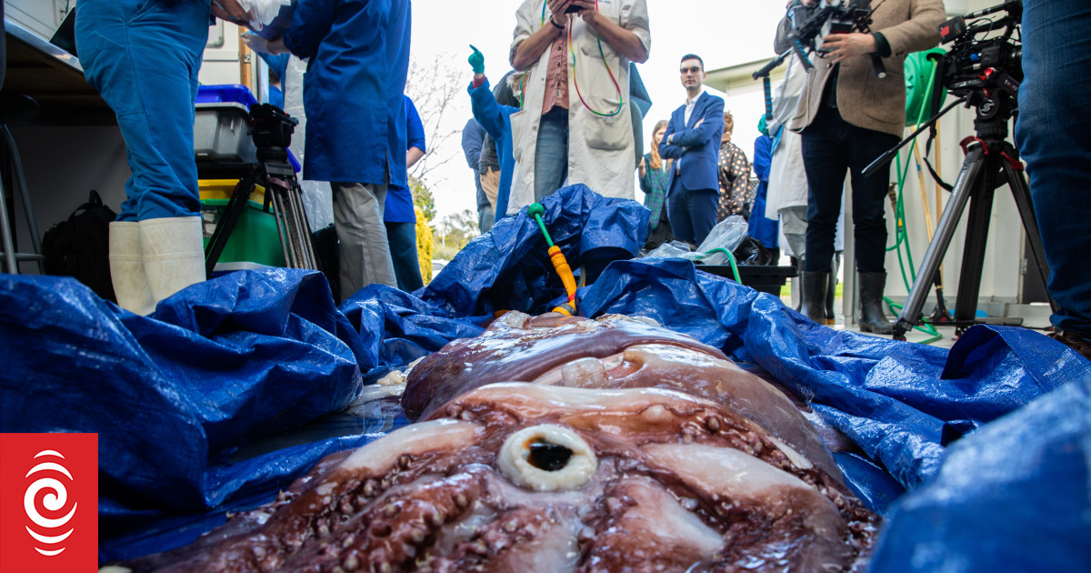 Capture of rare giant squid near Whakaari/ White Island | RNZ News
