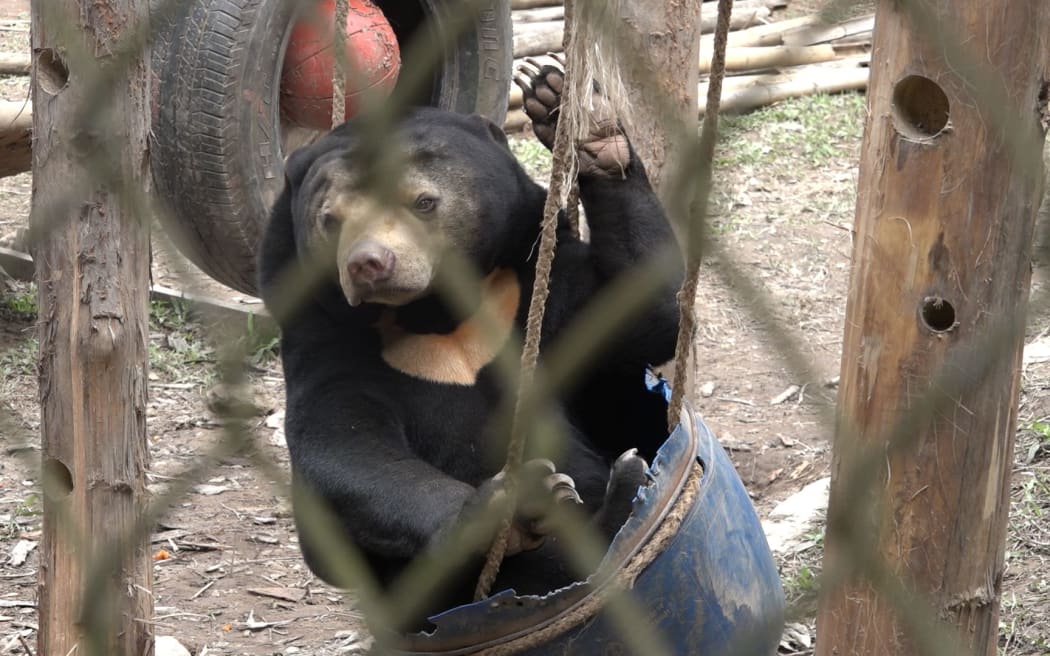 The two Kiwis helping save Vietnam's moon bears | RNZ