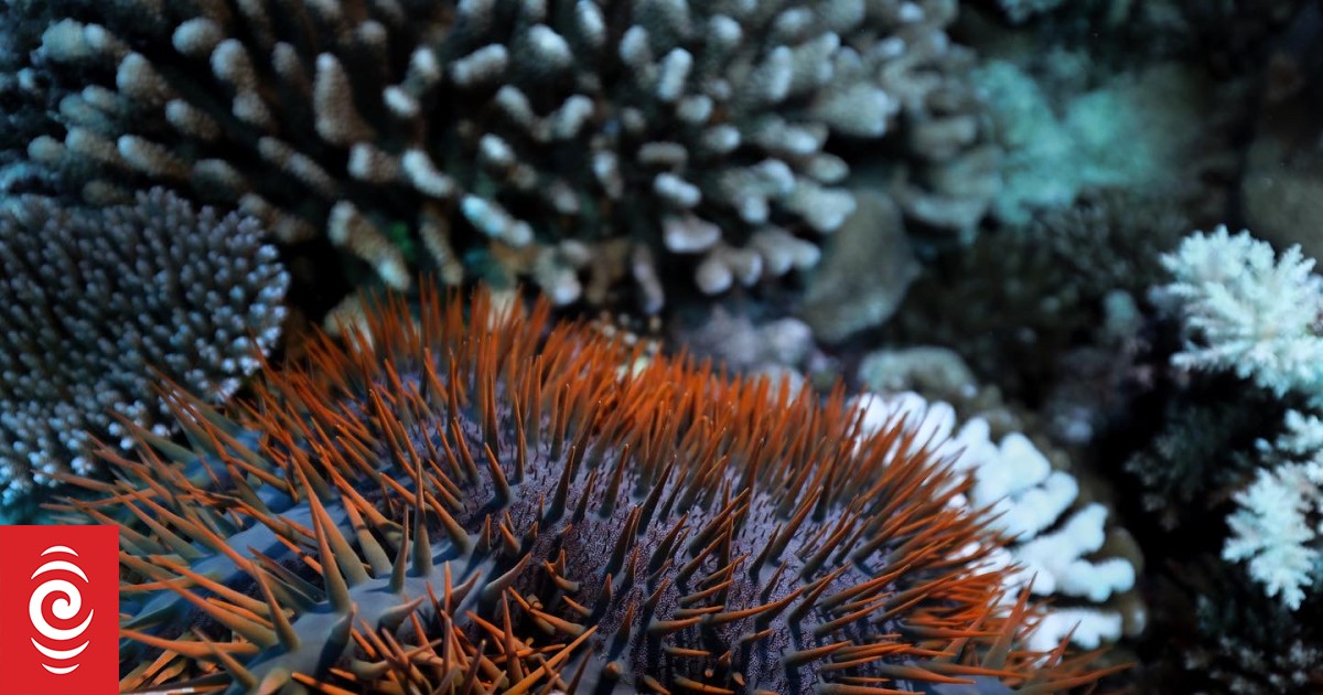 Thousands of starfish removed to save Cook Islands' reefs | RNZ News