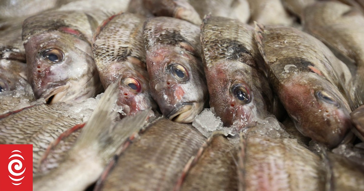 Tarakihi numbers can be turned around - marine biologist | RNZ News