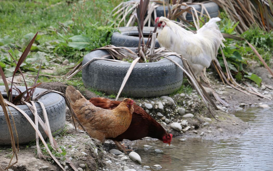 Chook rescuers seek happy homes for hens | RNZ
