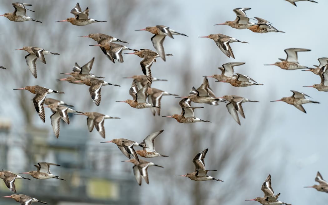 Thousands of migratory birds will make NZ landfall in spring – will ...