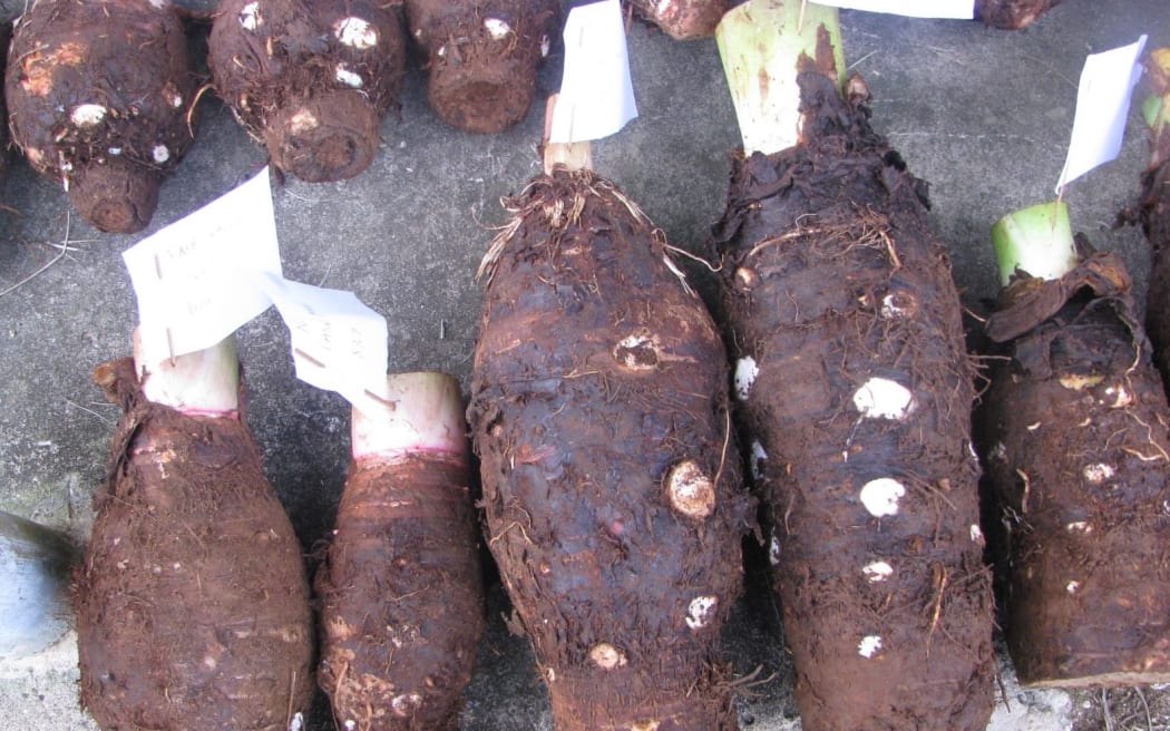 American Samoans to welcome taro with open arms | RNZ News