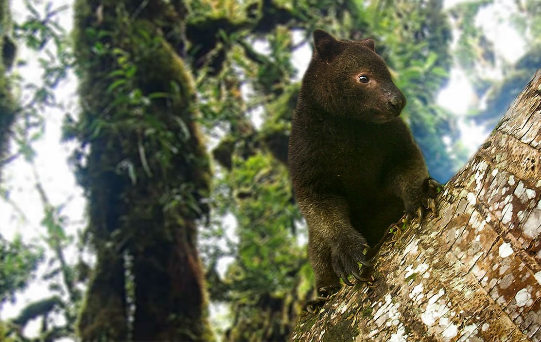 High hopes for tree kangaroo conservation in PNG | RNZ News