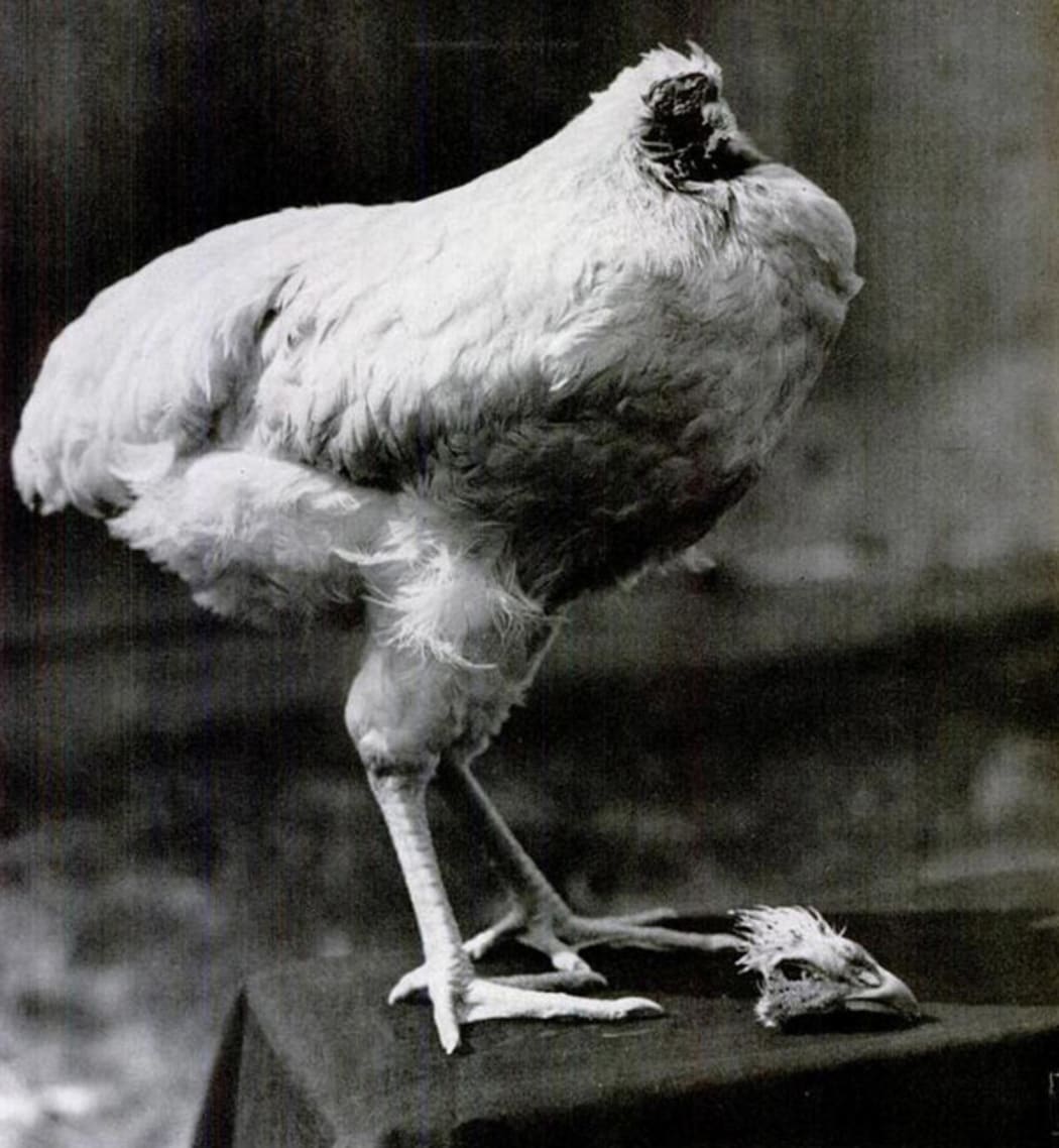 How a chicken with no head survived for 18 months | RNZ News
