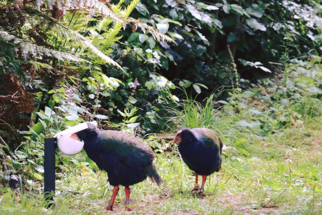 Takahē chick hatched just before Christmas dies | RNZ News
