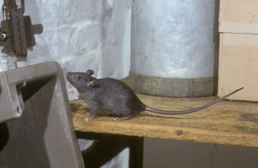 Boat owners asked to check for rodents after rat discovery | RNZ News