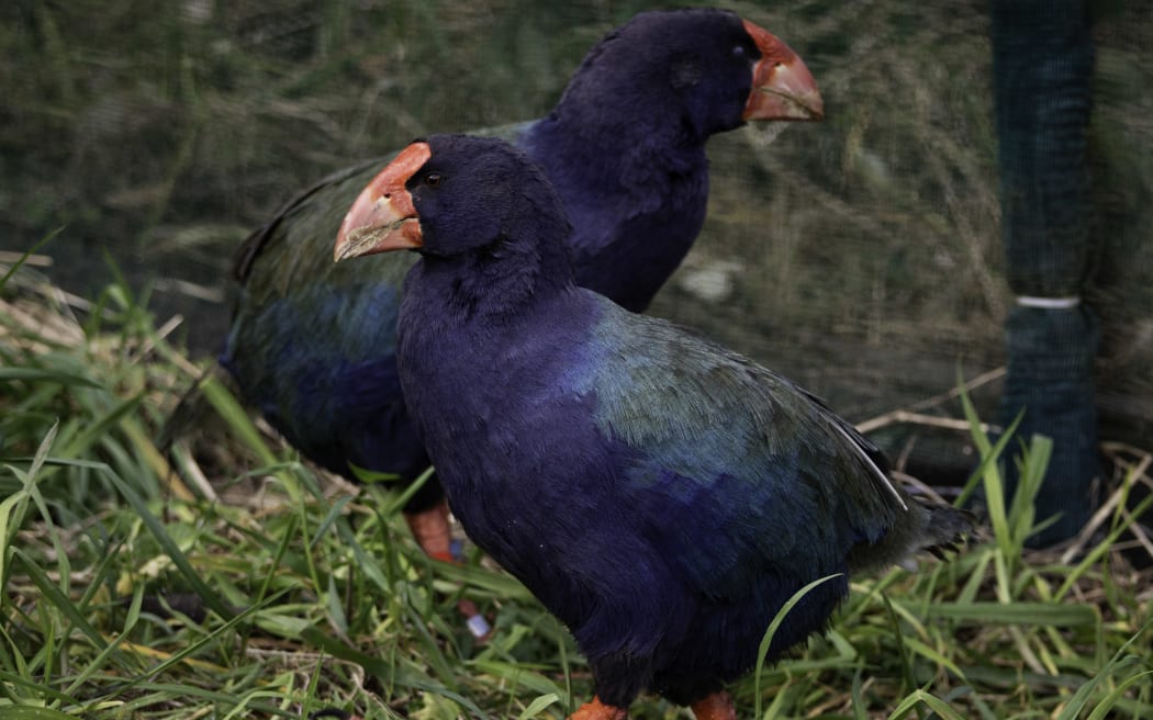 Two new takahē released at Zealandia in Wellington | RNZ News