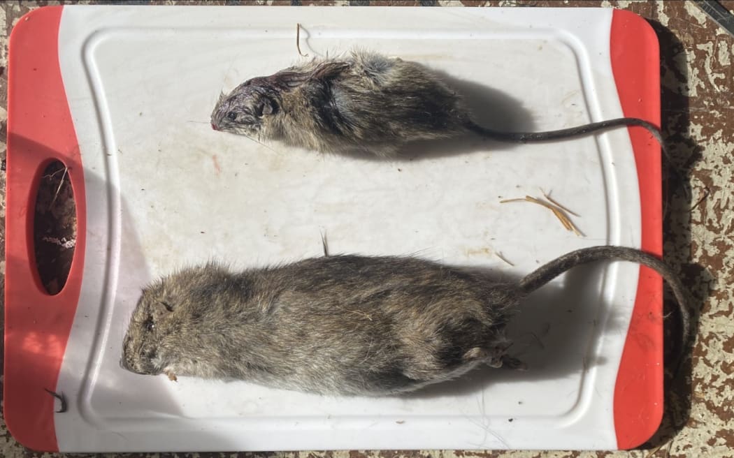 Massive 400g rat found on Waiheke Island | RNZ News
