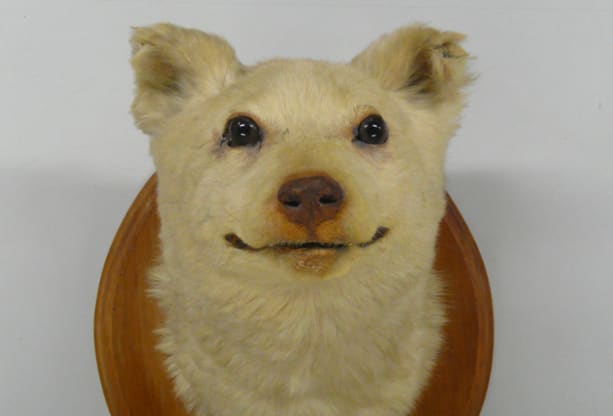 Secrets of ancestors' best friend revealed | RNZ News