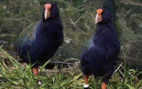 Kākā numbers skyrocket in annual Landsborough Valley bird count | RNZ News