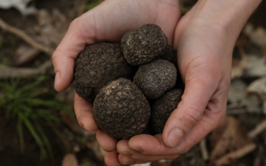 Truffles rotting as wet weather hampers harvest efforts | RNZ News