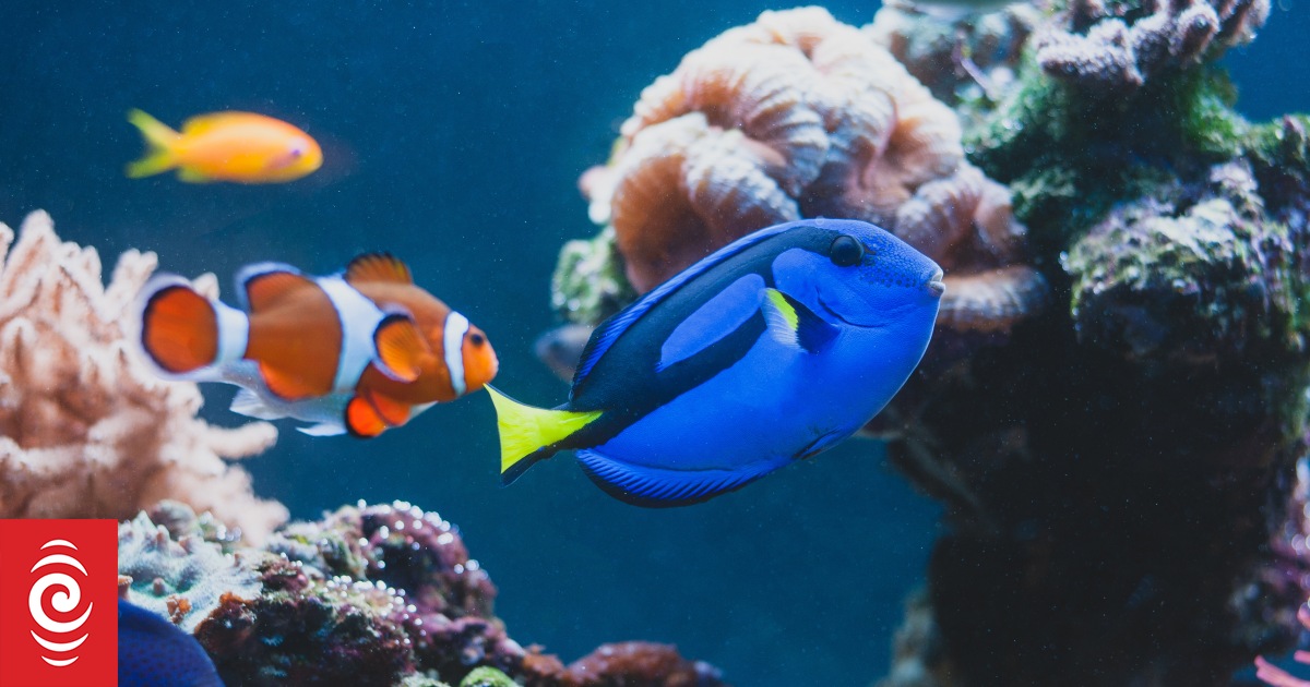 Palau's 'choose pelagic' programme protecting reef fish | RNZ News