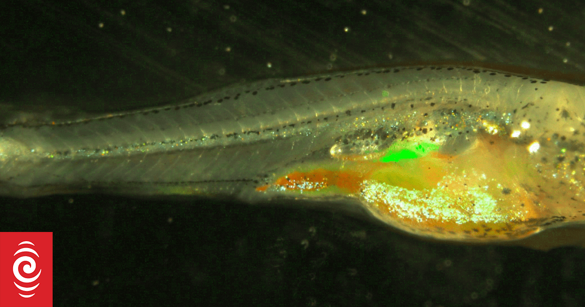 Exploring Memory in the DNA of Fish | RNZ
