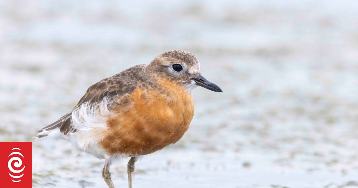 Our Changing World – Uncovering the secrets of the southern New Zealand ...