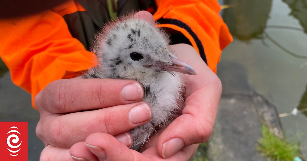 Floating platforms set up in Christchurch to save world's rarest gulls ...