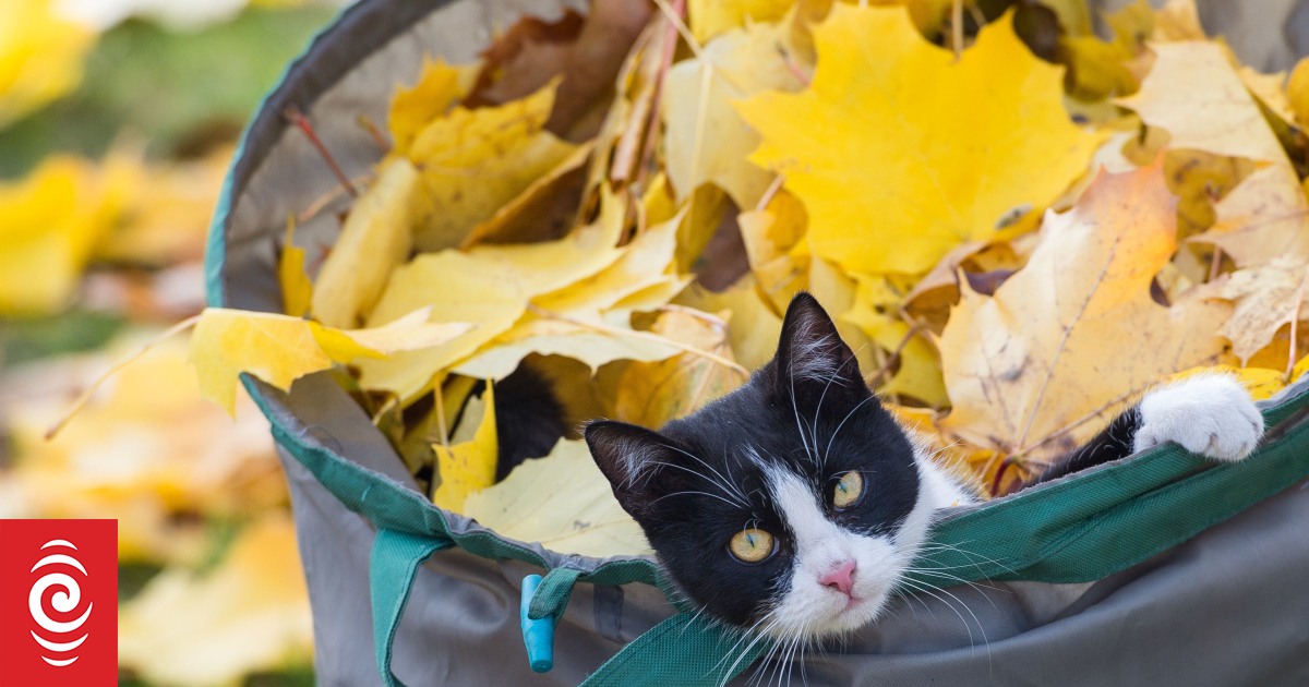 Autumn Gardening with Tony Murrell and Fiona Eady | RNZ